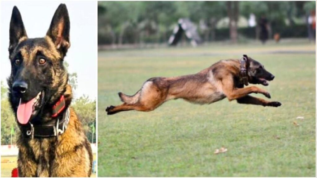 Braveheart Phantom: Indian Army Dog Makes Ultimate Sacrifice in Anti ...